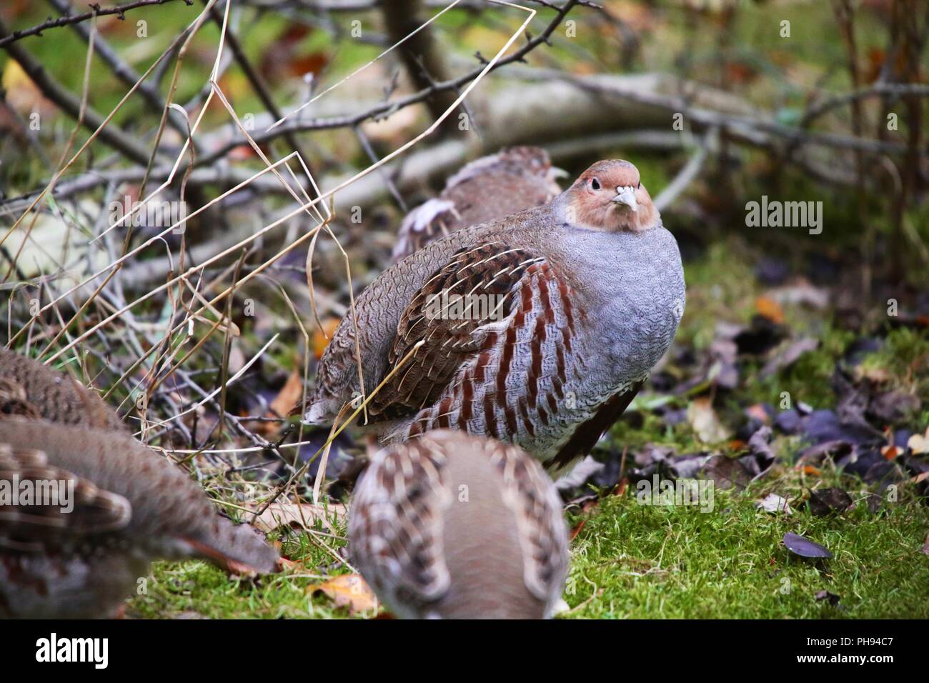 English partridge snow hi-res stock photography and images - Alamy
