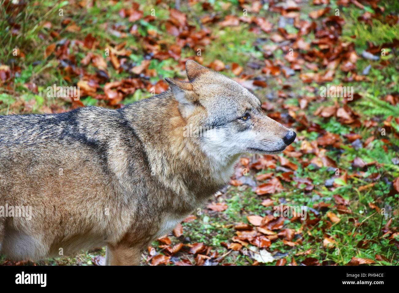 wolf at bavarian forest national park germany Stock Photo - Alamy