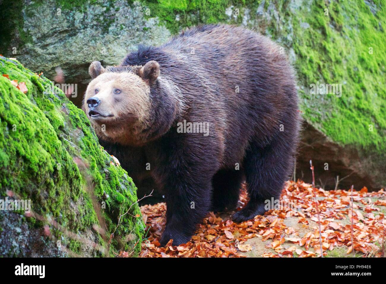 bear at the Bavarian Forest National Park germany Stock Photo - Alamy