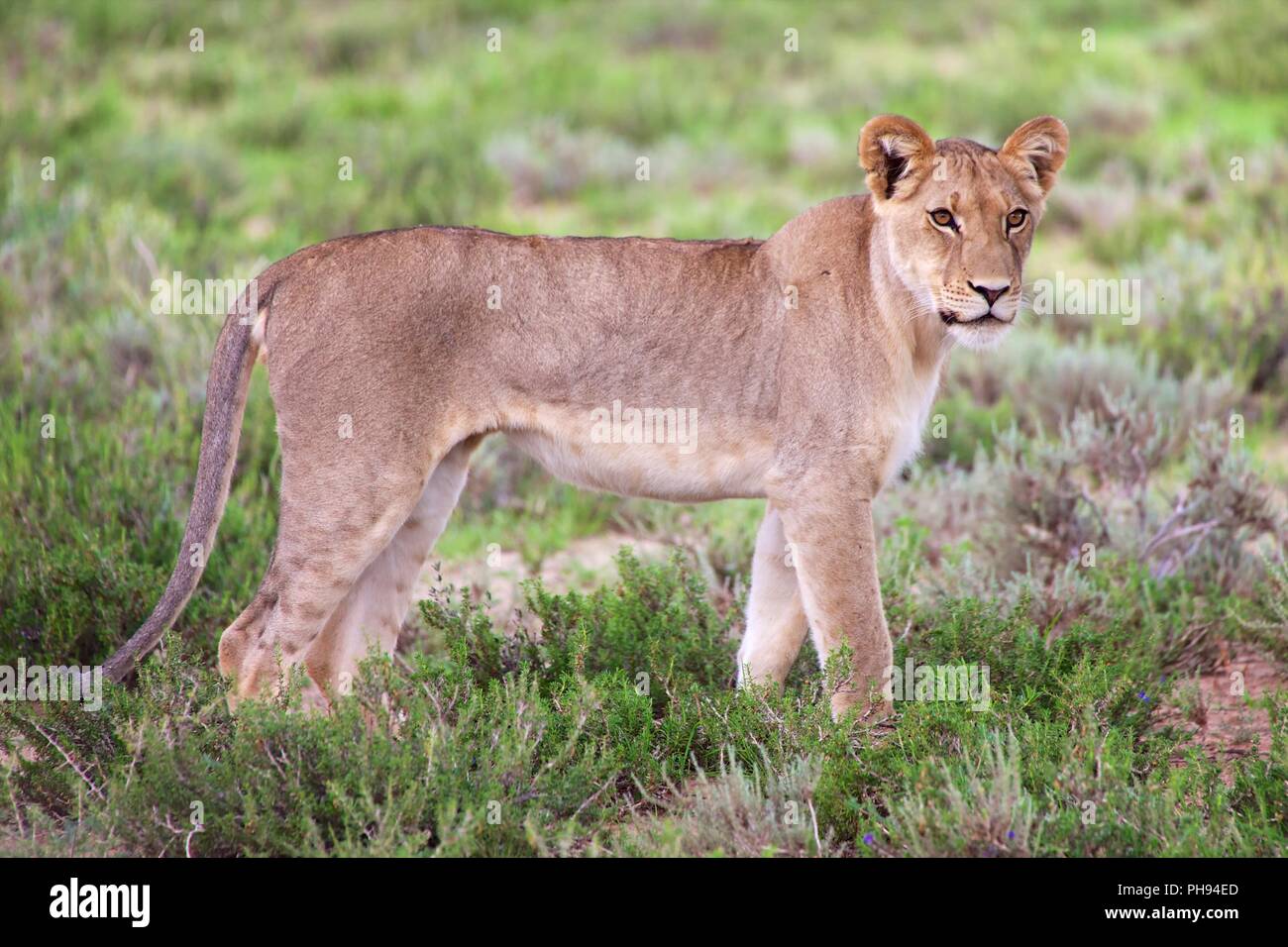 young lioness at kgalagadi transfrontier park south african side Stock Photo - Alamy