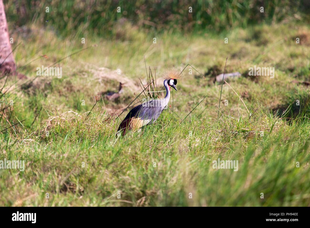 Crane park hi-res stock photography and images - Alamy