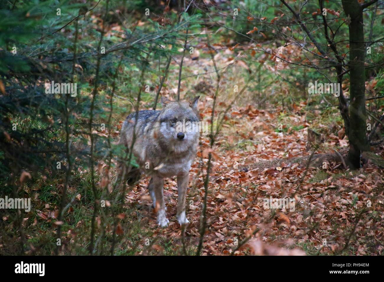 wolf at bavarian forest national park germany Stock Photo - Alamy