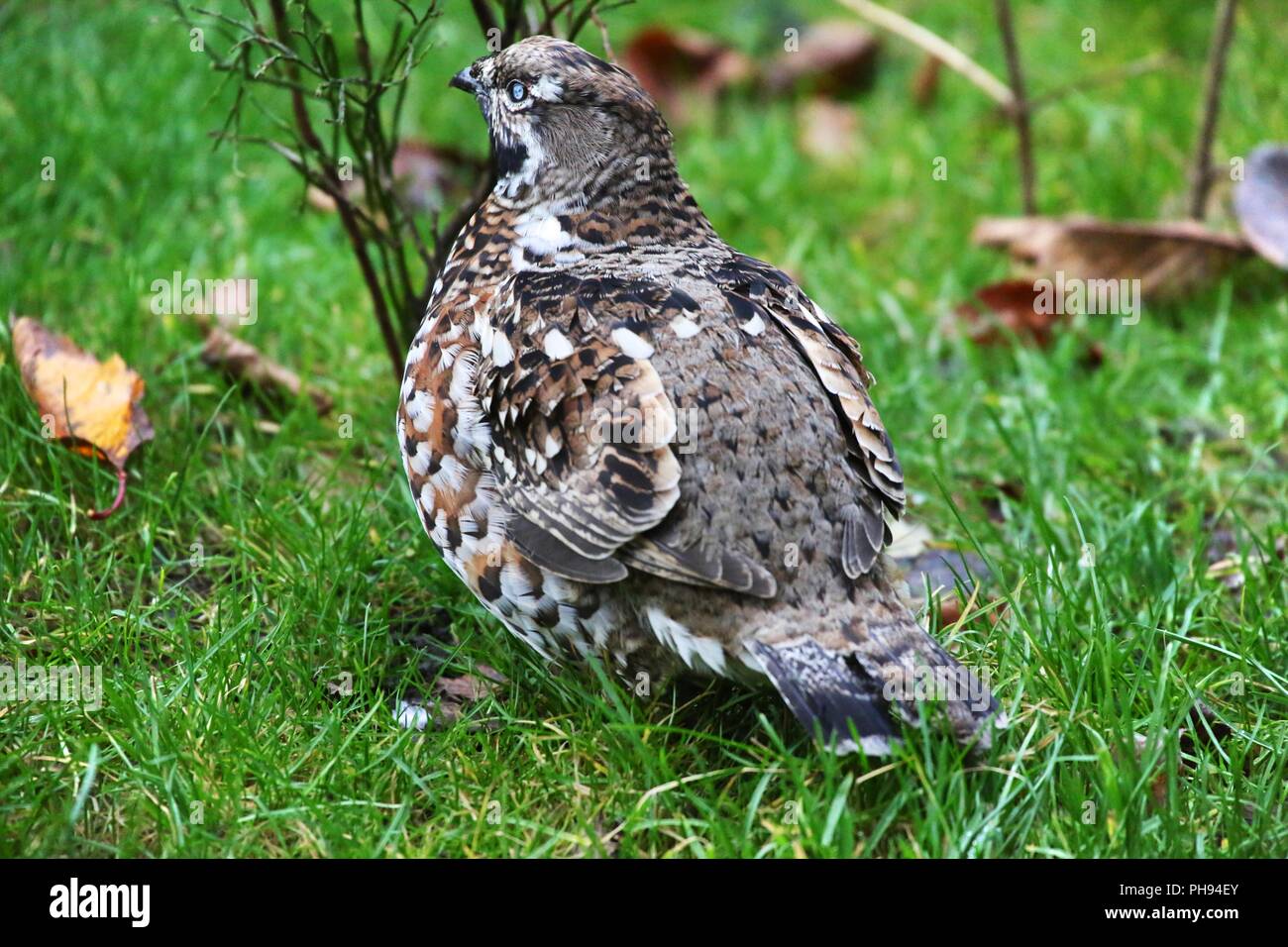 grey partridge at the bavarian forest national park Stock Photo - Alamy