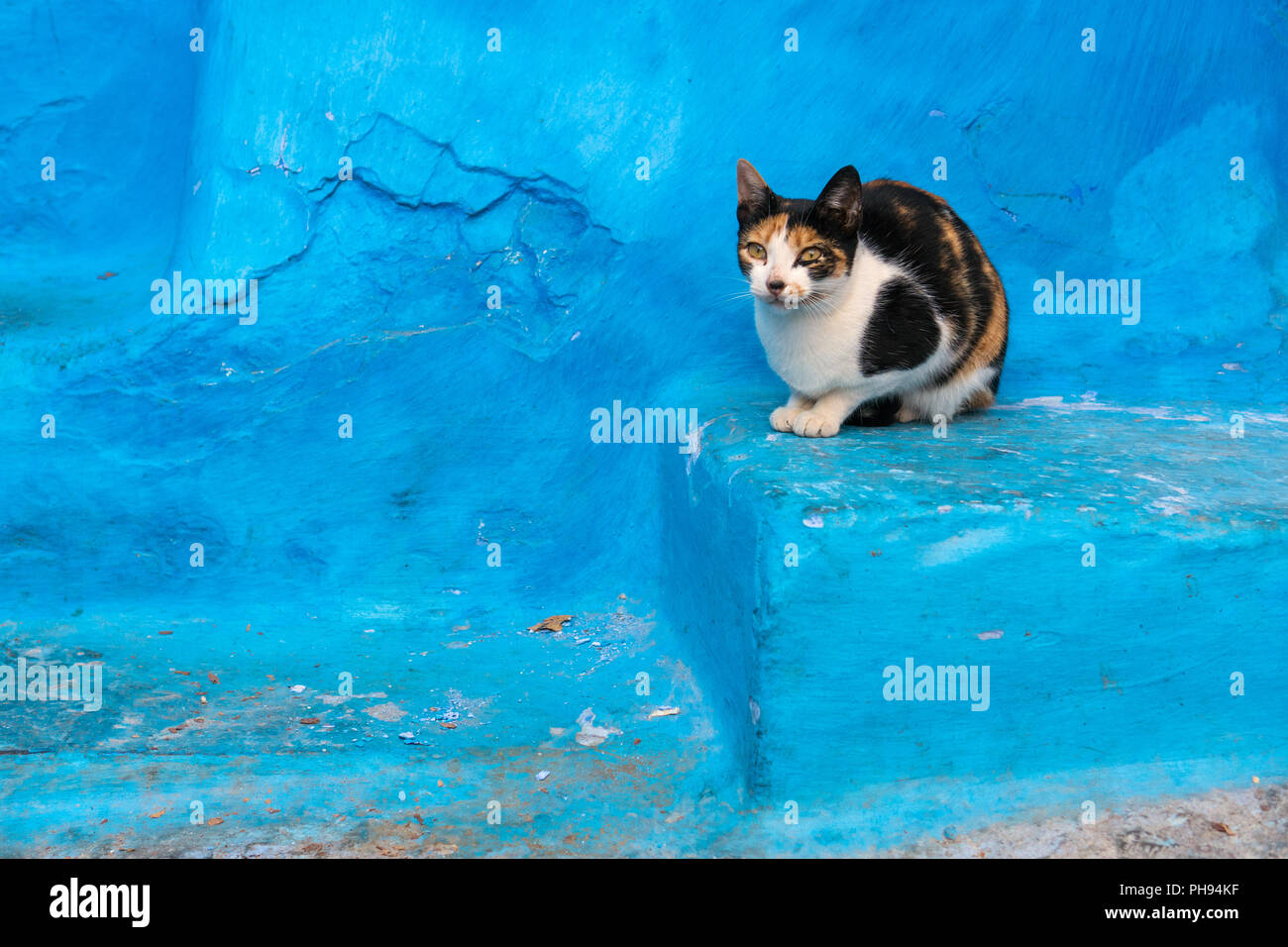 Scared cat hi-res stock photography and images - Alamy