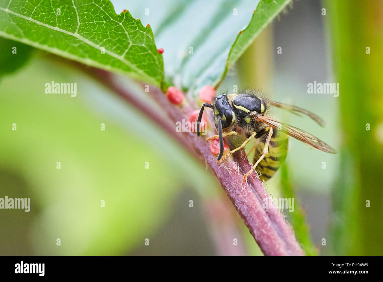 Closeup macro photo of wasp feeding on extrafloral nectaries of cherry ...