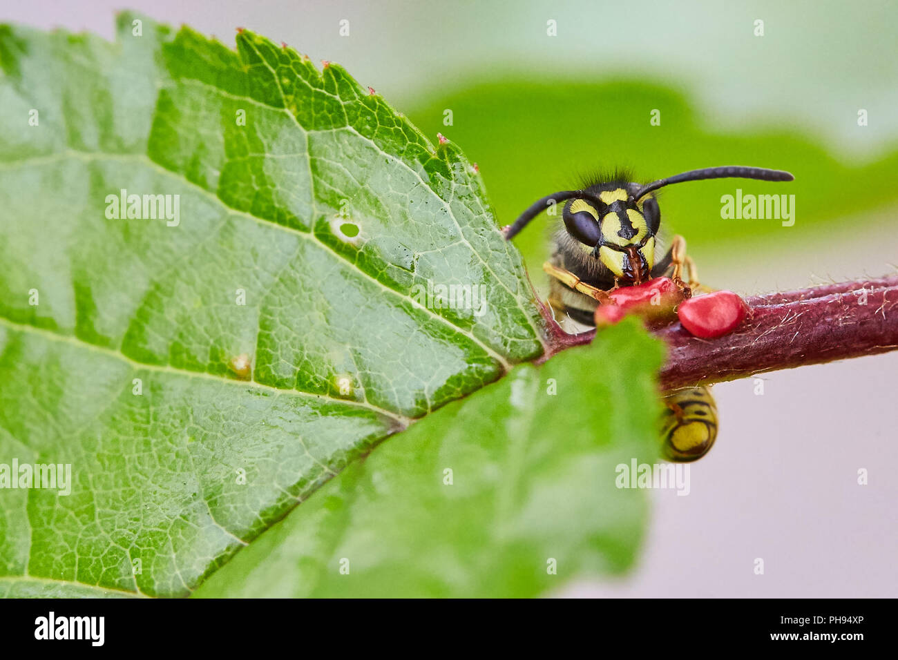 Extrafloral nectaries hi-res stock photography and images - Alamy