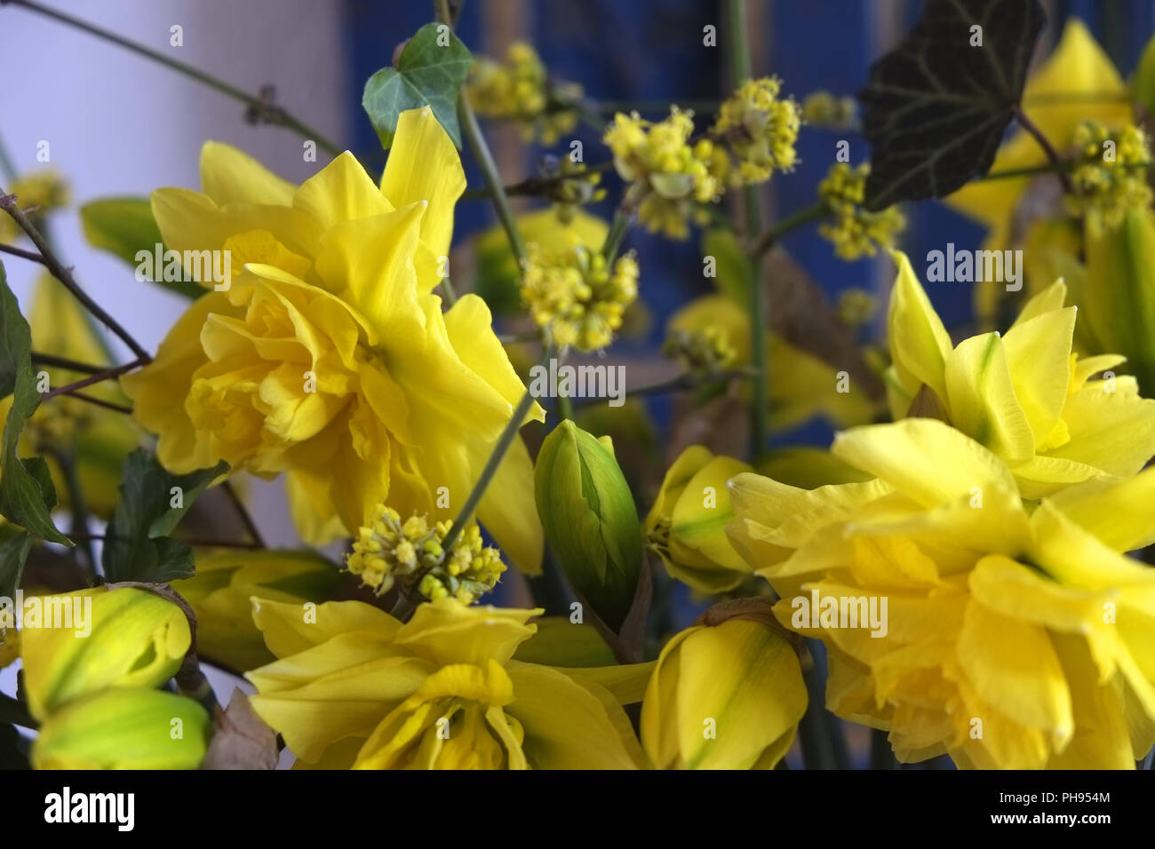 Daffodils and witch hazel branches Stock Photo - Alamy