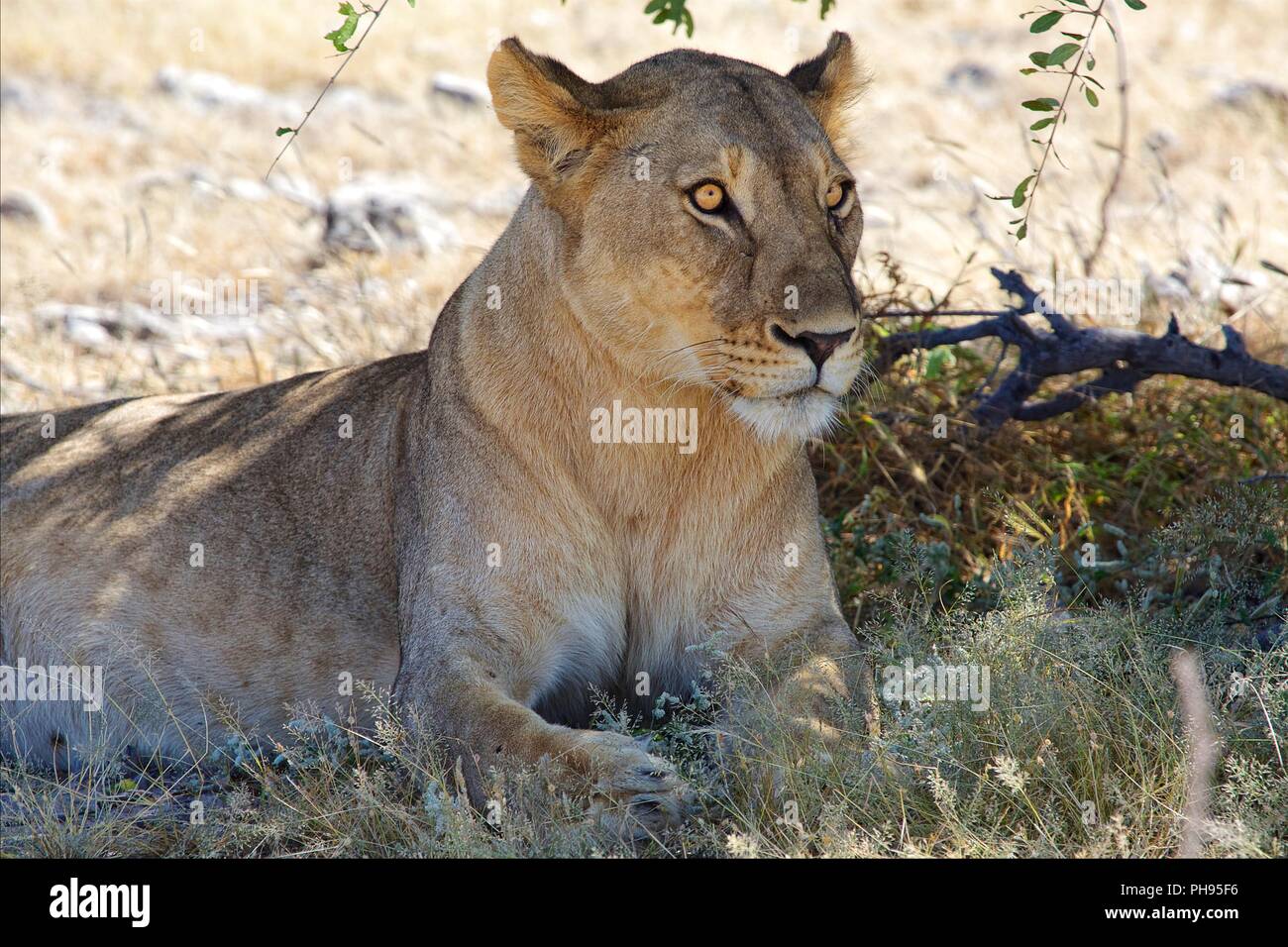 lioness having rest in etosha national park namibia Stock Photo - Alamy