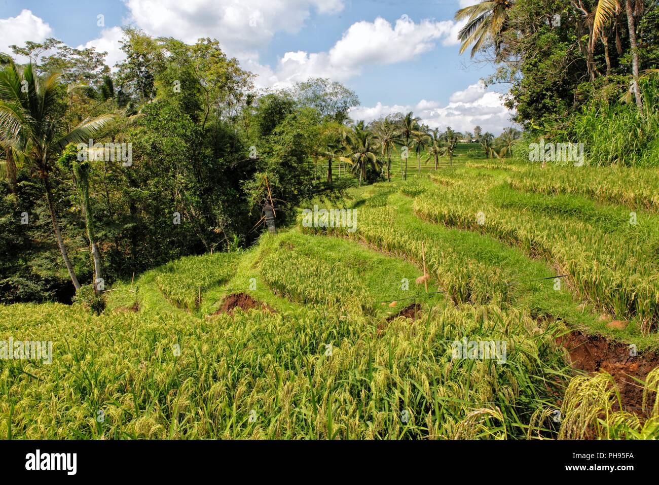 rice terrace near ubud in bali indonesia Stock Photo - Alamy