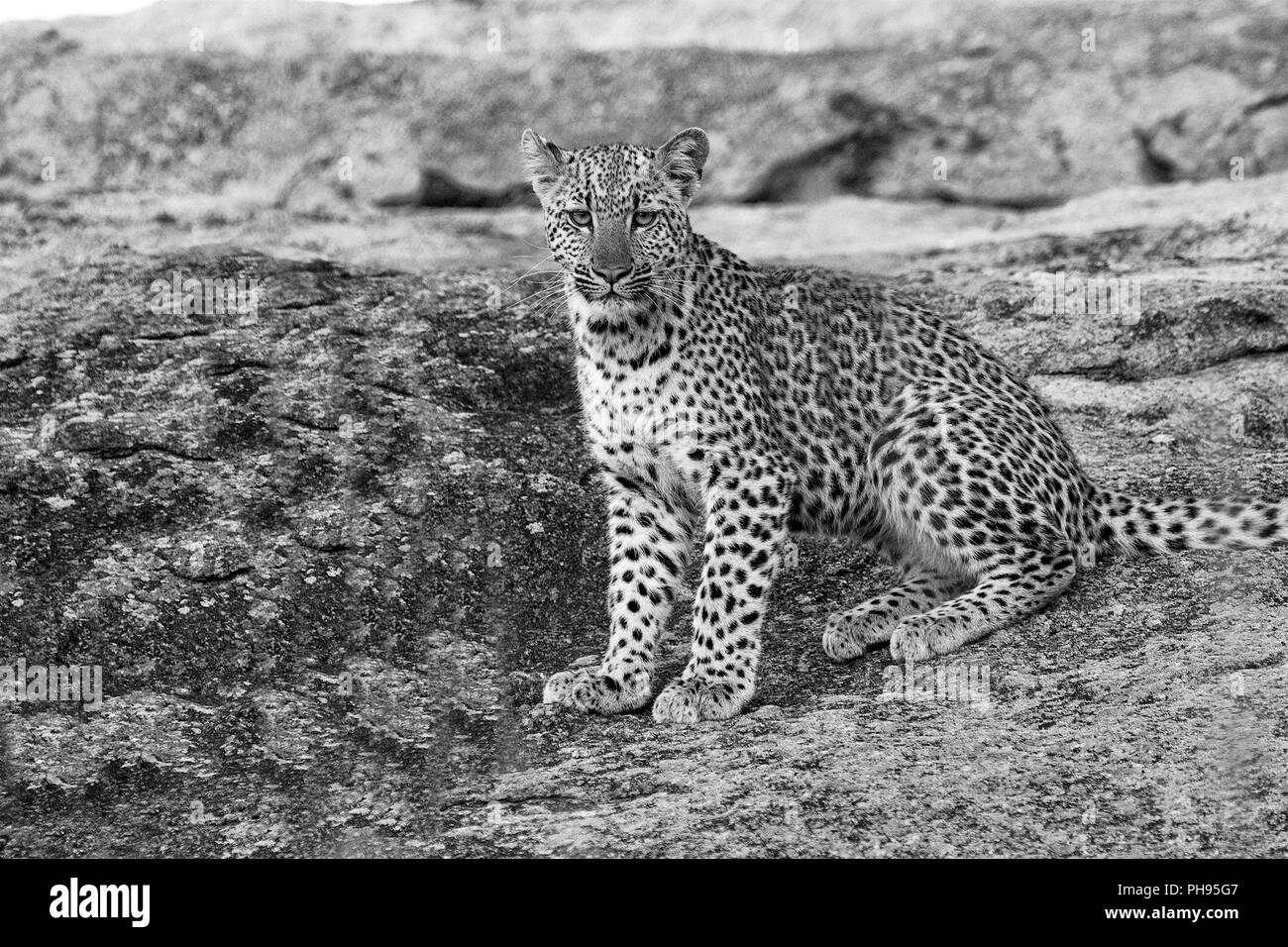 young leopard in the kruger national park south africa Stock Photo - Alamy