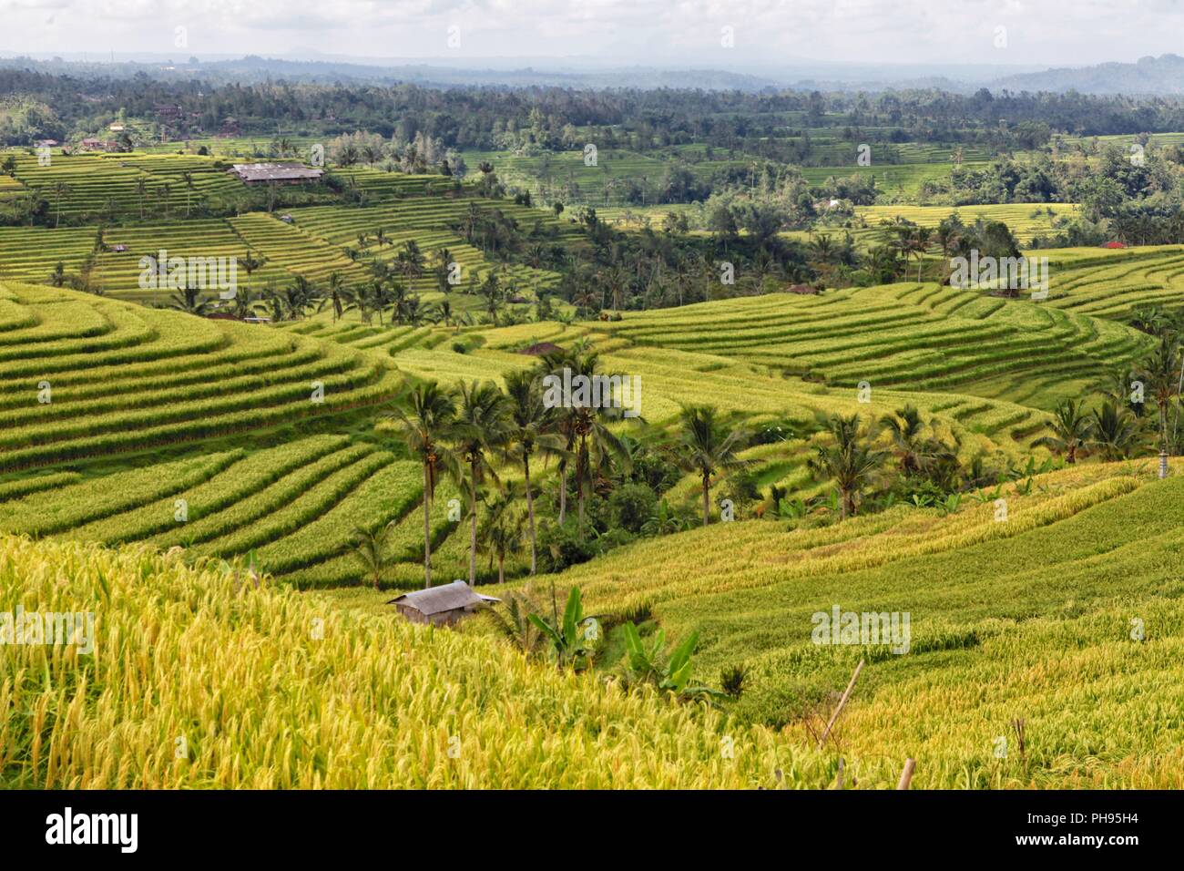 Beautiful rice terraces in philippines hi-res stock photography and ...