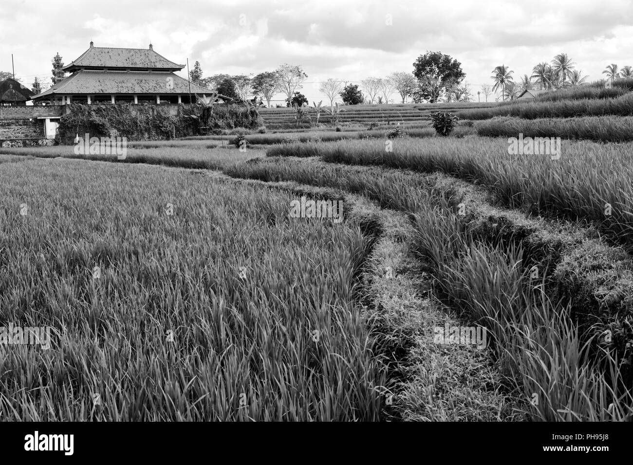 Beautiful green rice terrace Black and White Stock Photos & Images - Alamy