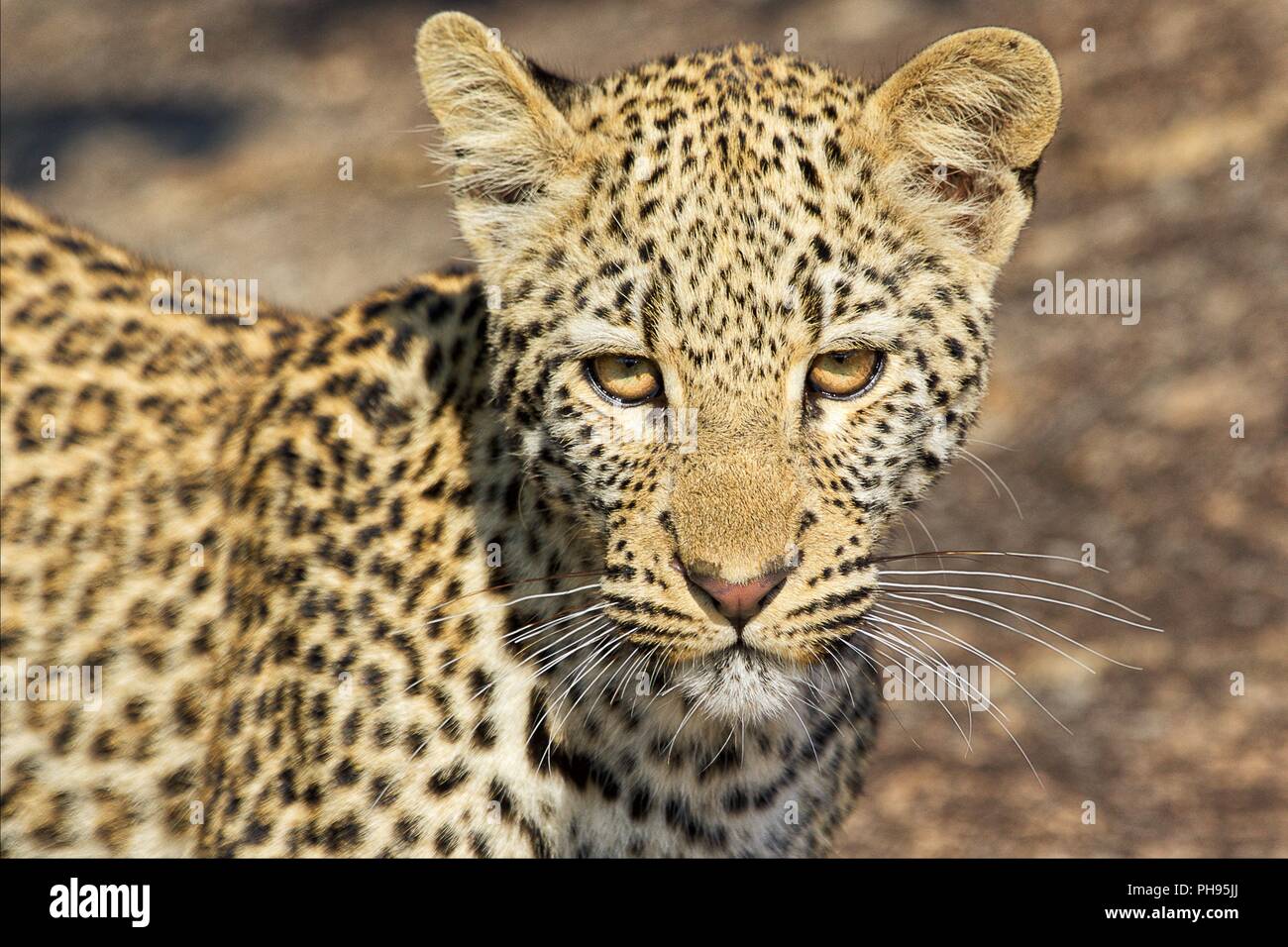 young leopard in the kruger national park south africa Stock Photo - Alamy