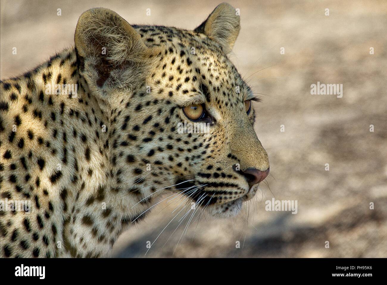 young leopard in the kruger national park south africa Stock Photo - Alamy