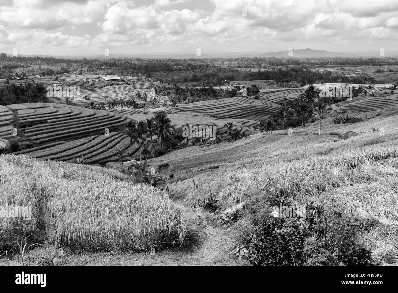 Green rice terrace Black and White Stock Photos & Images - Alamy