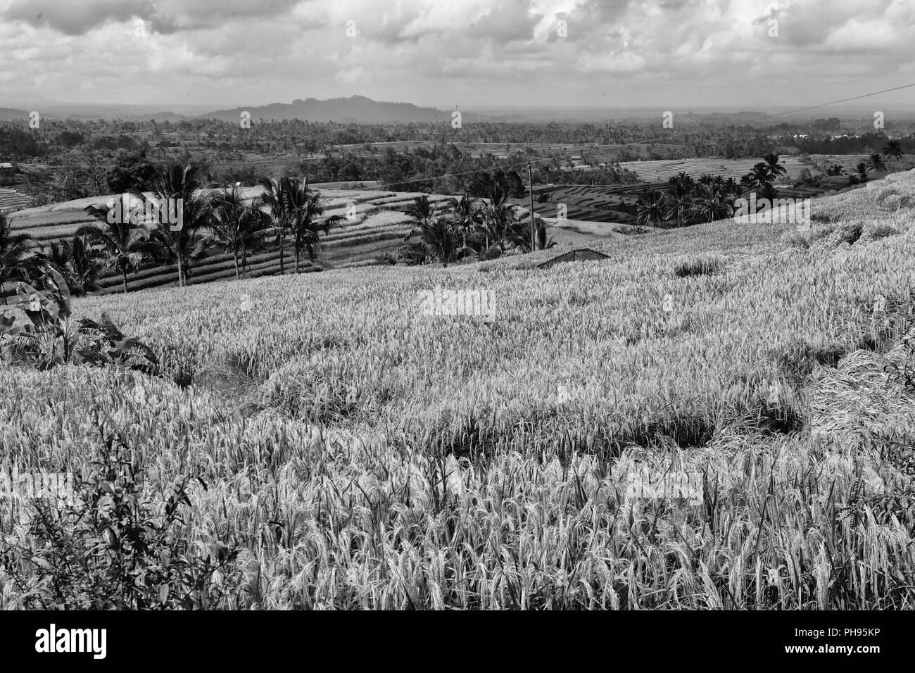 Green rice terrace Black and White Stock Photos & Images - Alamy