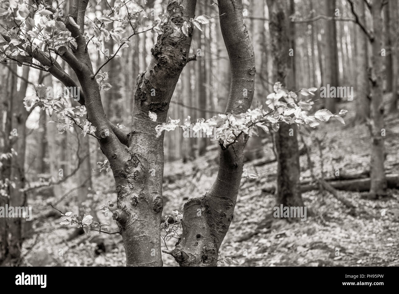 Stock in wood hi-res stock photography and images - Alamy