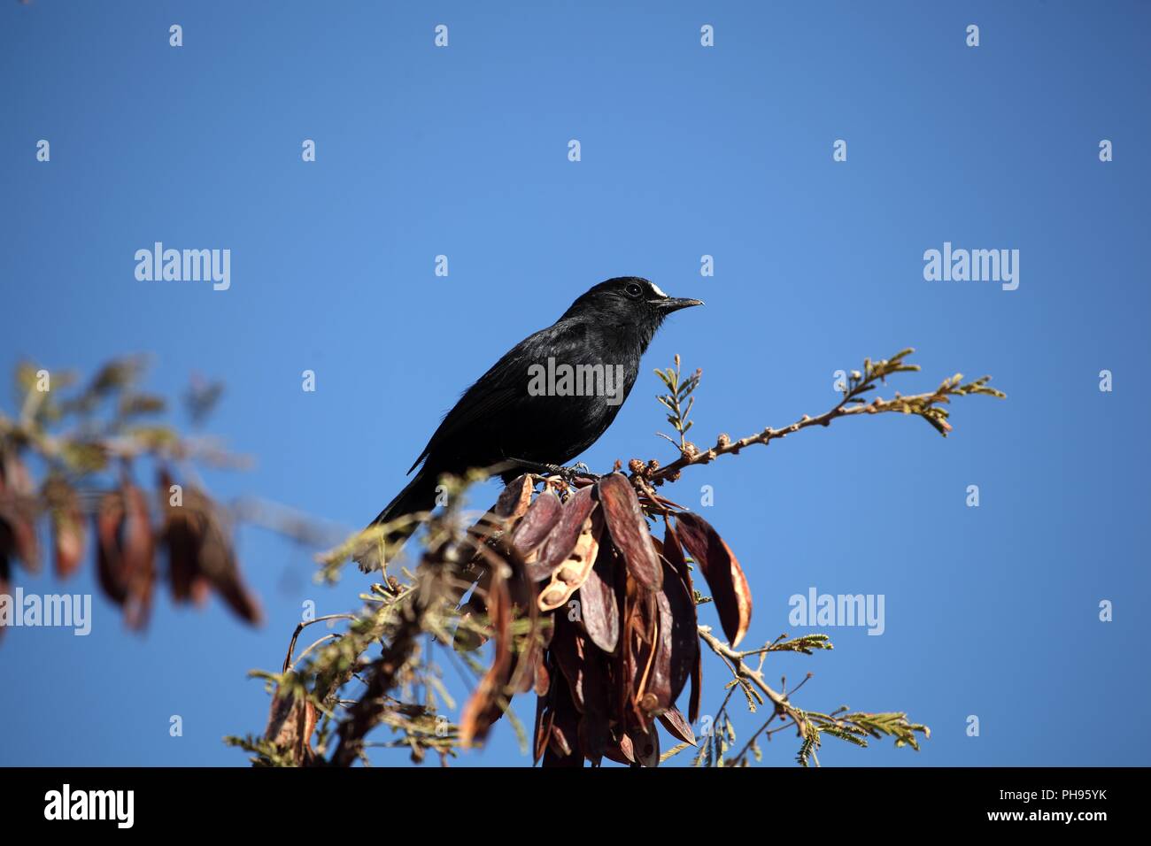 white-fronted black chat (Myrmecocichla albifrons Stock Photo - Alamy