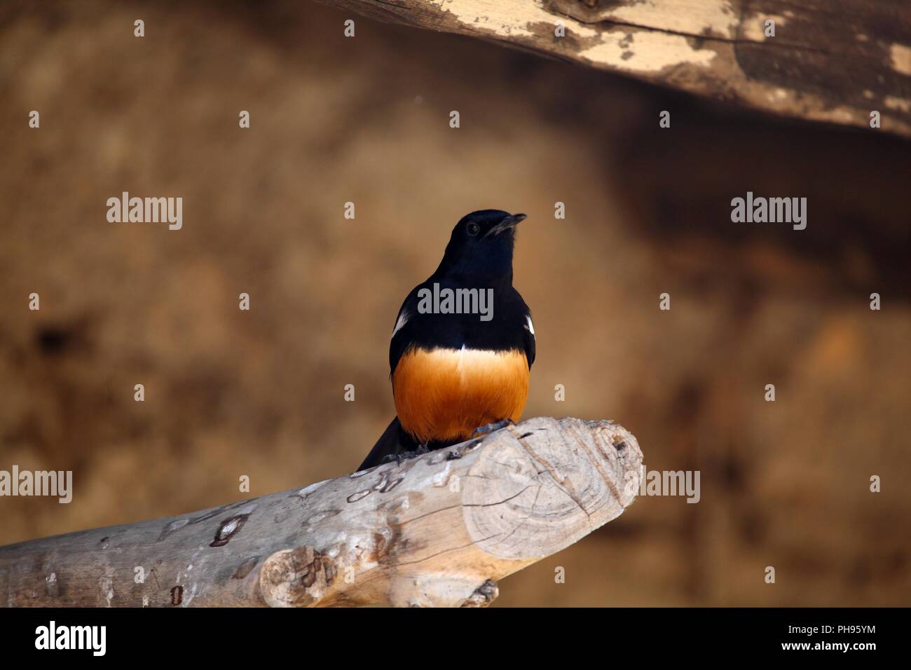 Mocking Cliff Chat (Thamnolaea cinnamomeiventris Stock Photo - Alamy