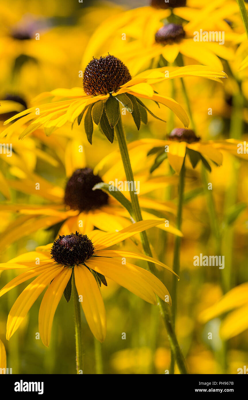 Yellow flower bouquets hi-res stock photography and images - Alamy