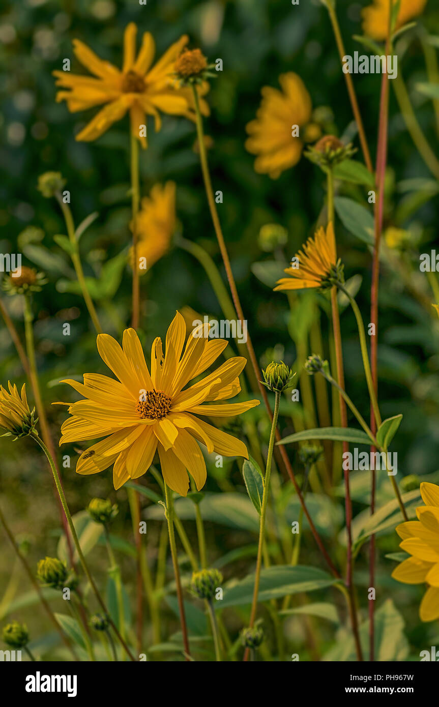 Flowr arrangement hi-res stock photography and images - Alamy