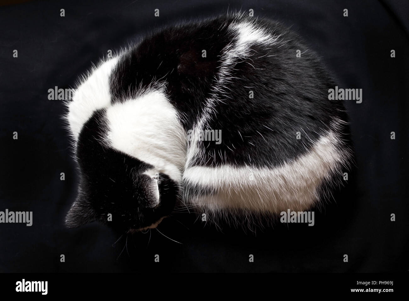 black-and-white house cat coiled up Stock Photo - Alamy