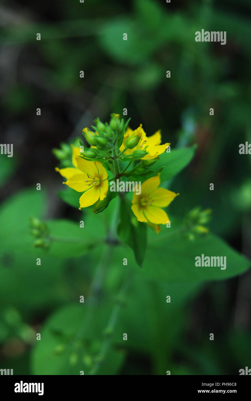 Greeny flower hi-res stock photography and images - Alamy