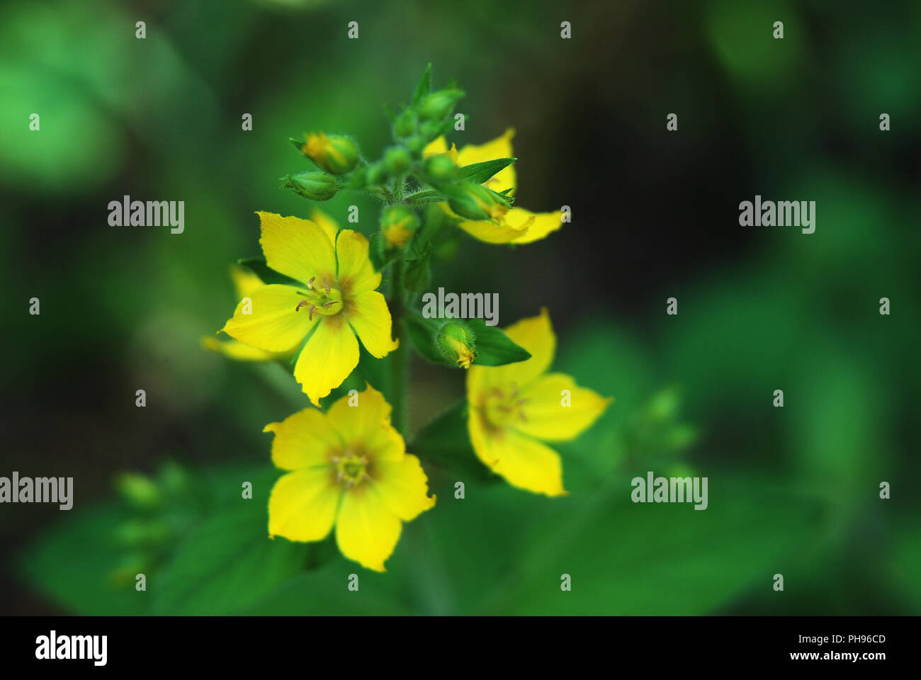 Endemic kind hi-res stock photography and images - Alamy