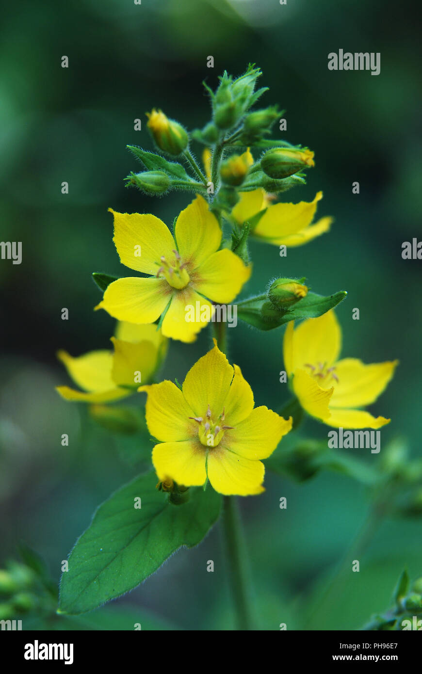 Endemic kind hi-res stock photography and images - Alamy