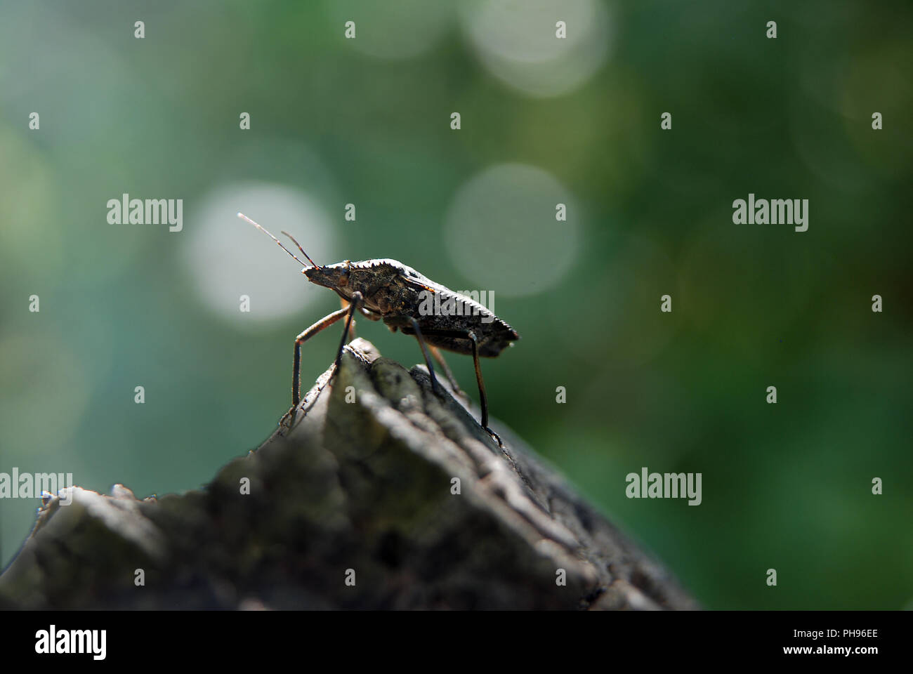 Marmorated stink bug hi-res stock photography and images - Alamy