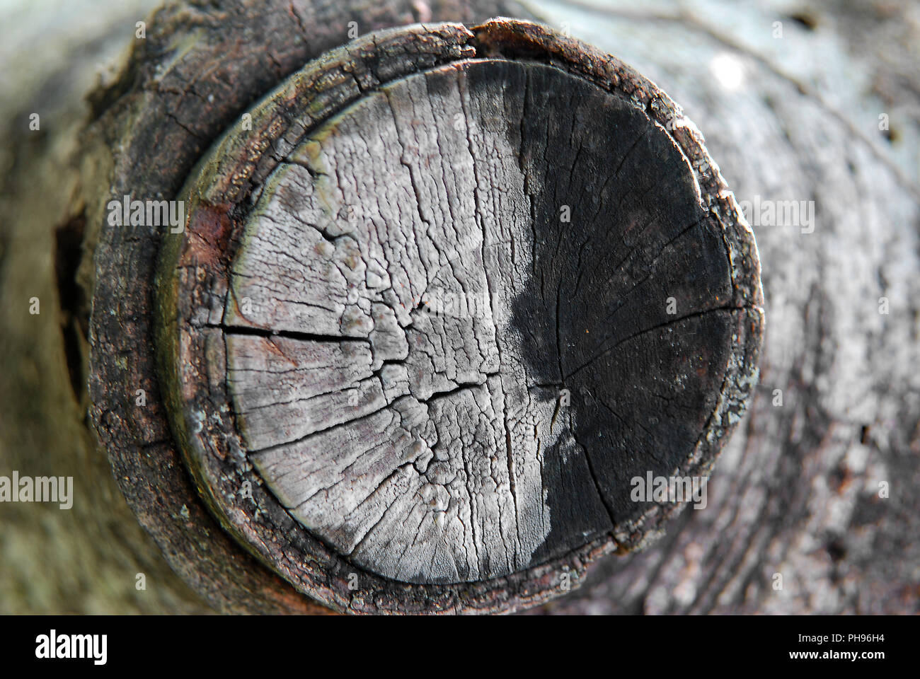 Log tree hi-res stock photography and images - Alamy
