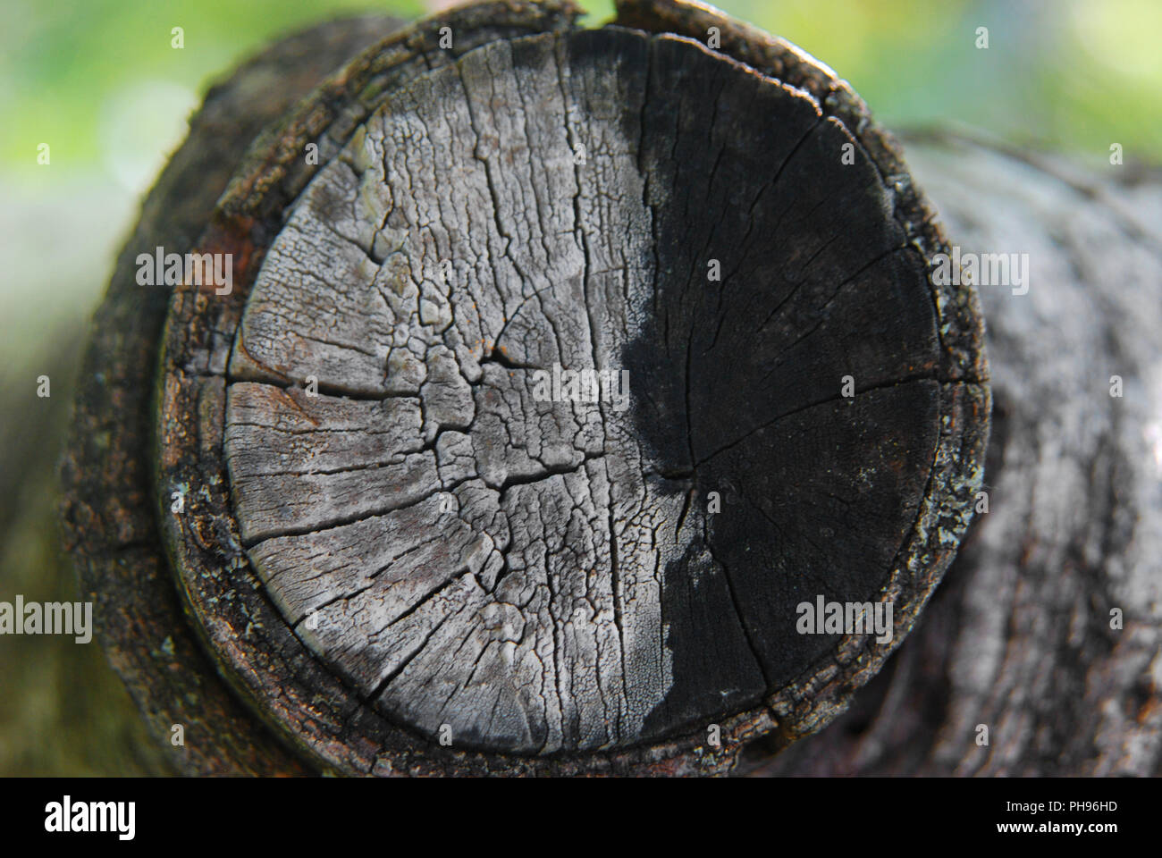 Log cross section tree rings hi-res stock photography and images - Alamy