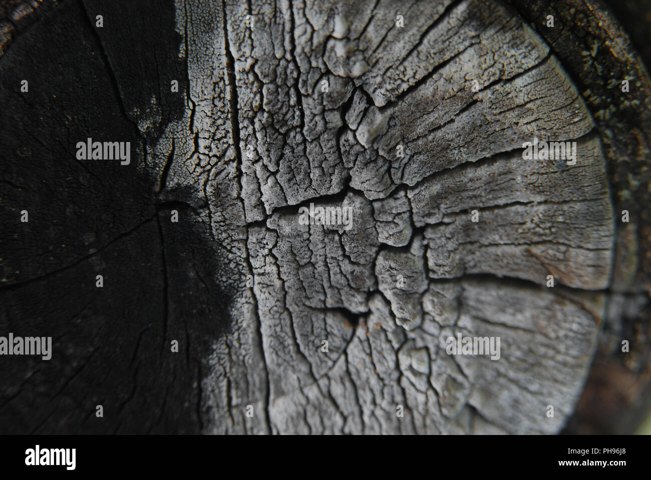 Horizontal tree log hi-res stock photography and images - Alamy