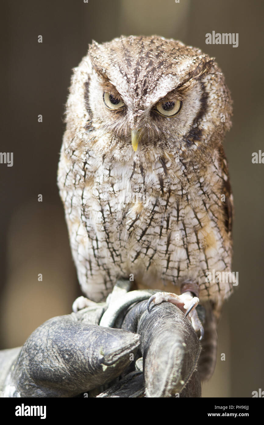 Staring funny face hi-res stock photography and images - Alamy
