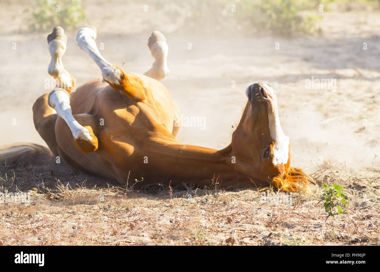 Horse rolling in the dust Stock Photo - Alamy