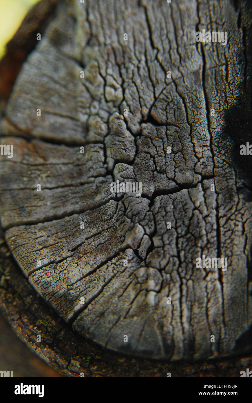 Log cross section tree rings hi-res stock photography and images - Alamy