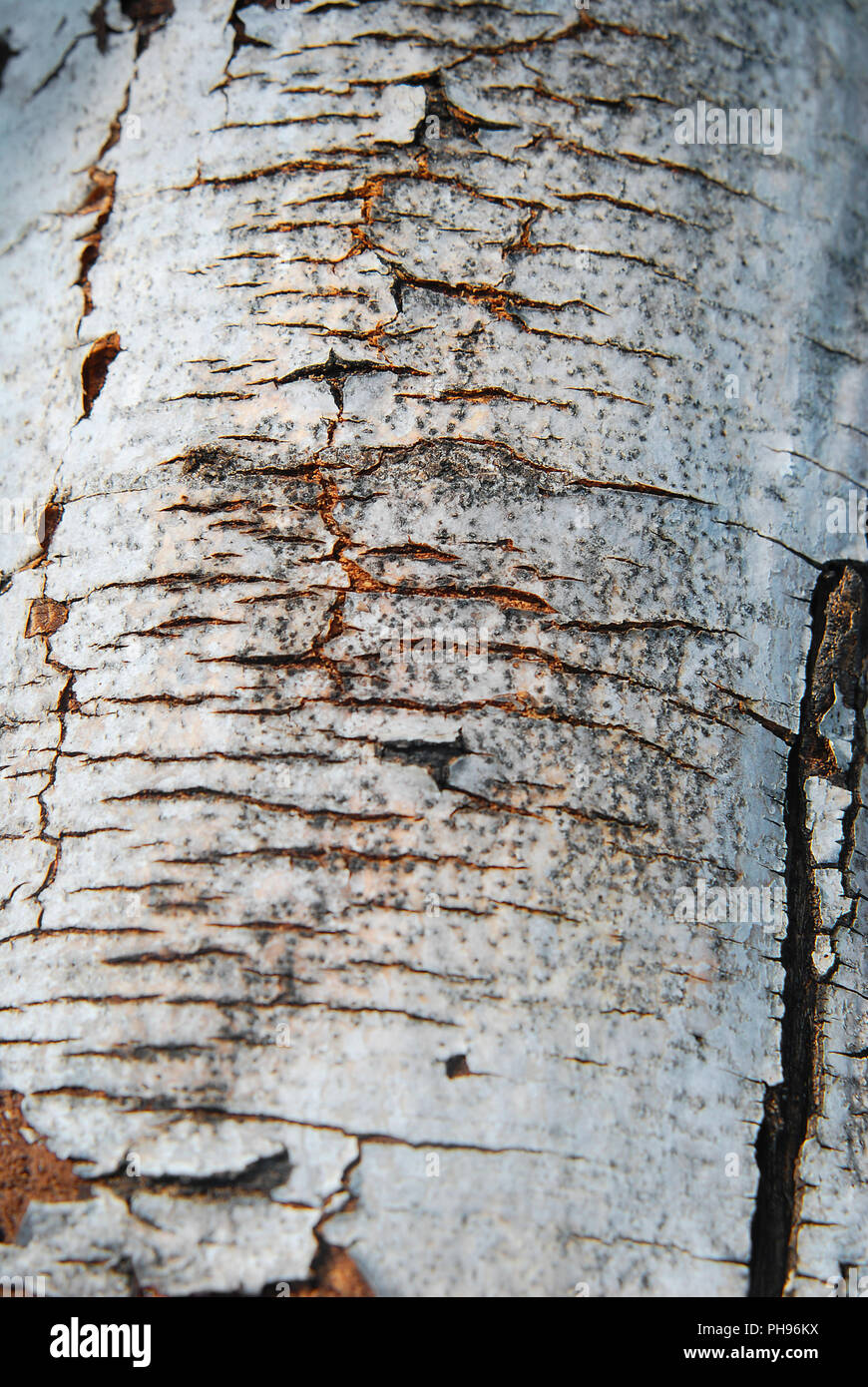 Rings texture hi-res stock photography and images - Alamy