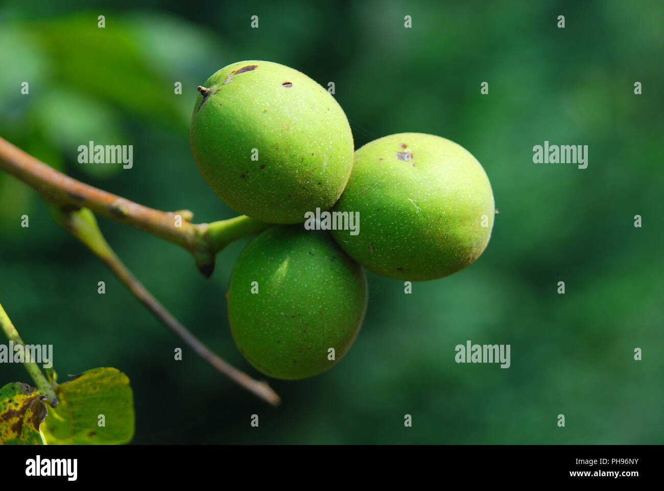 Walnut green hi-res stock photography and images - Alamy