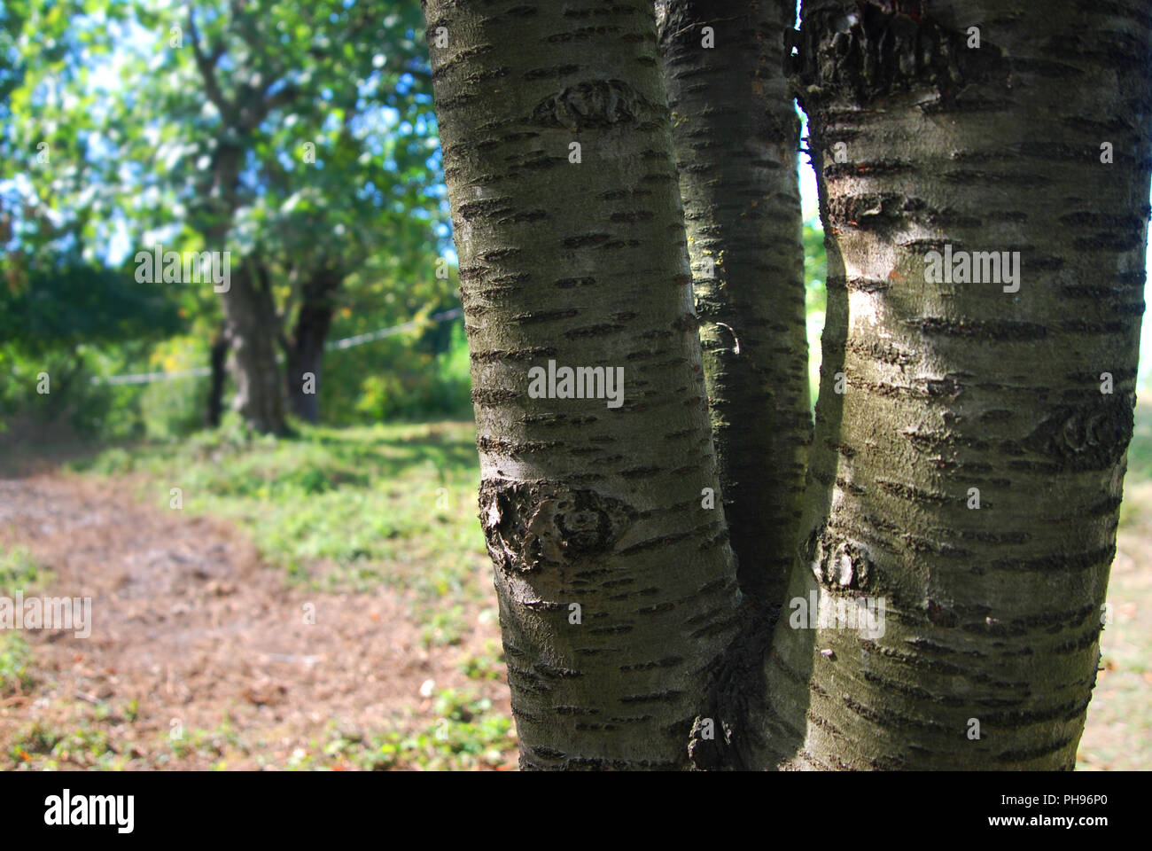 Tree body hi-res stock photography and images - Alamy