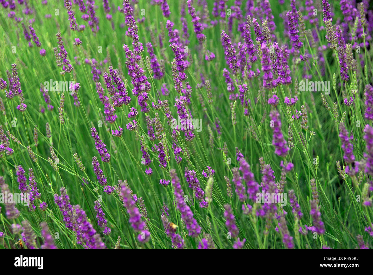 The essence of colour hi-res stock photography and images - Alamy