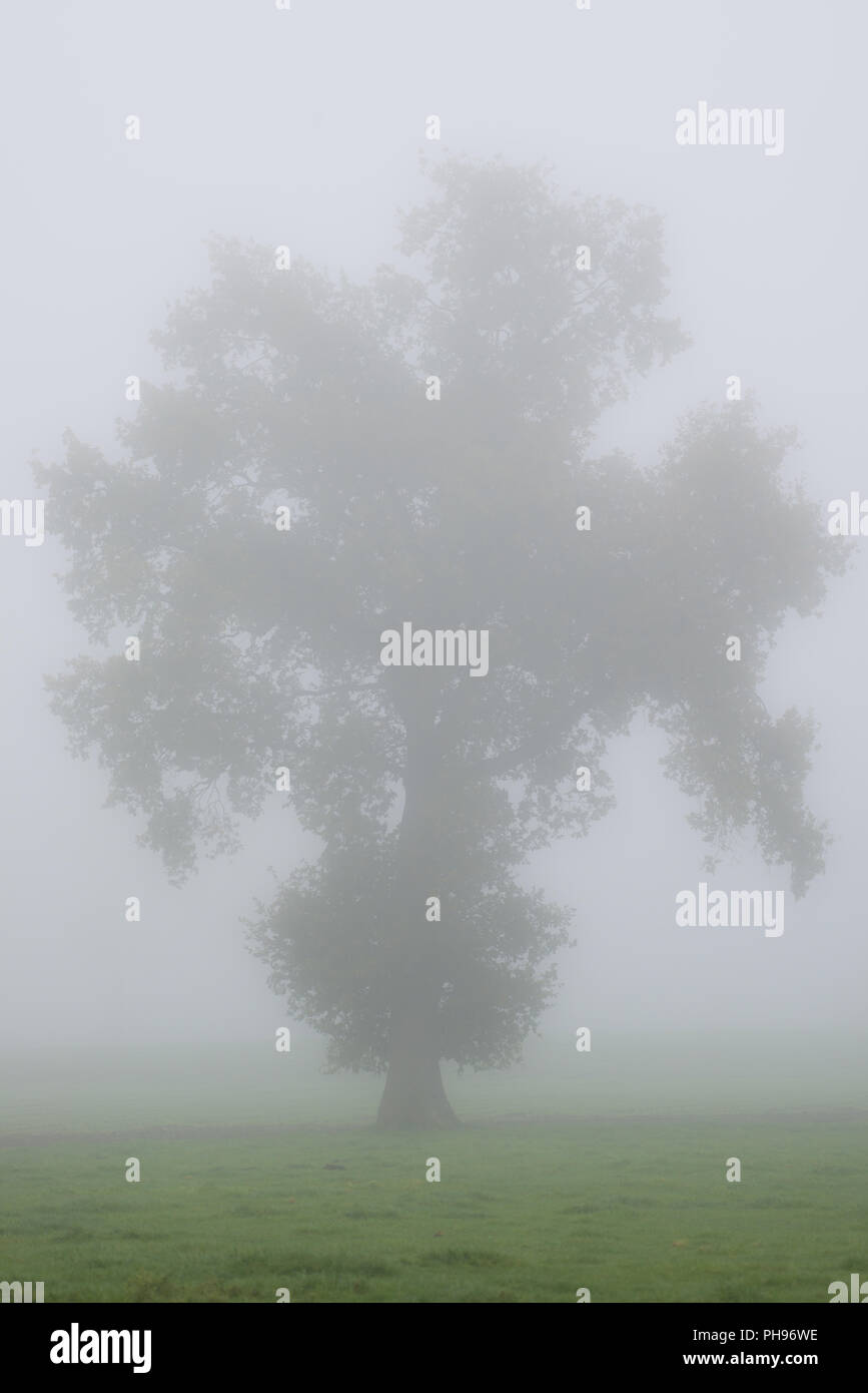 Contour of tree hi-res stock photography and images - Alamy