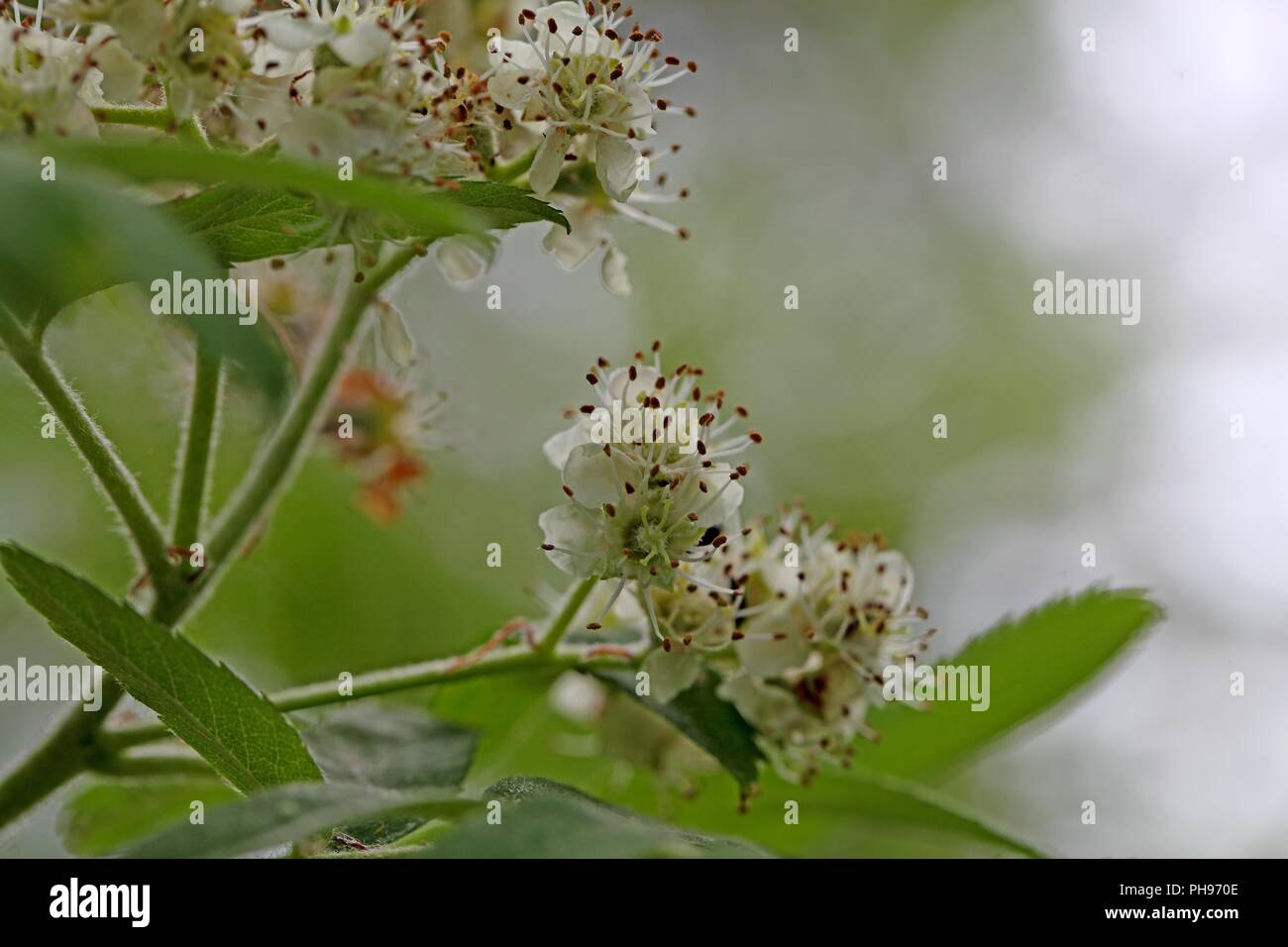 Flowers of a true service tree (Sorbus domestica Stock Photo - Alamy