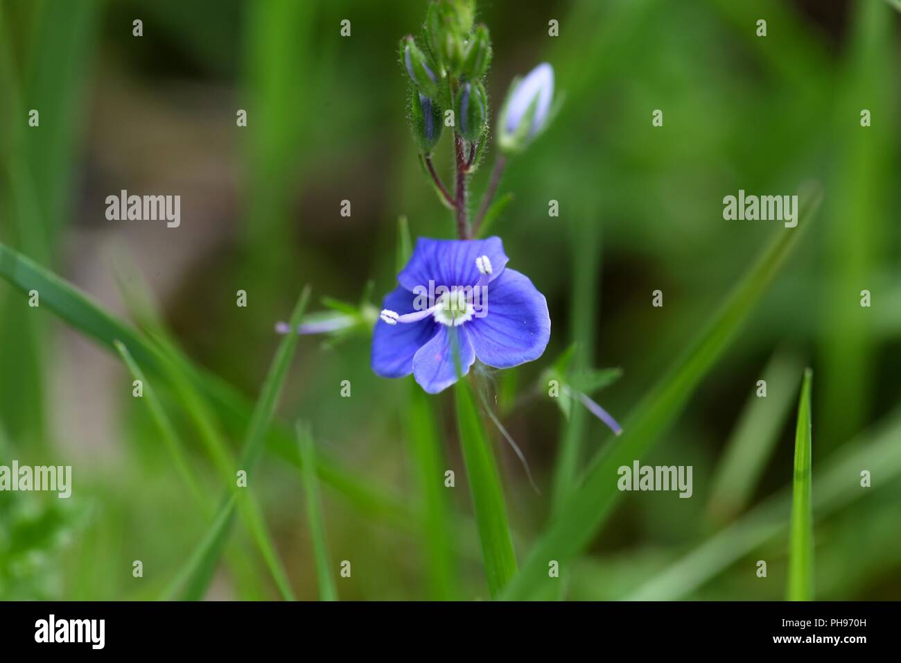 Is a species of veronica hi-res stock photography and images - Alamy