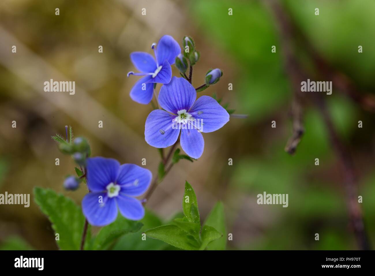 Macro photo of a german speedwell (Veronica chamaedrys Stock Photo - Alamy