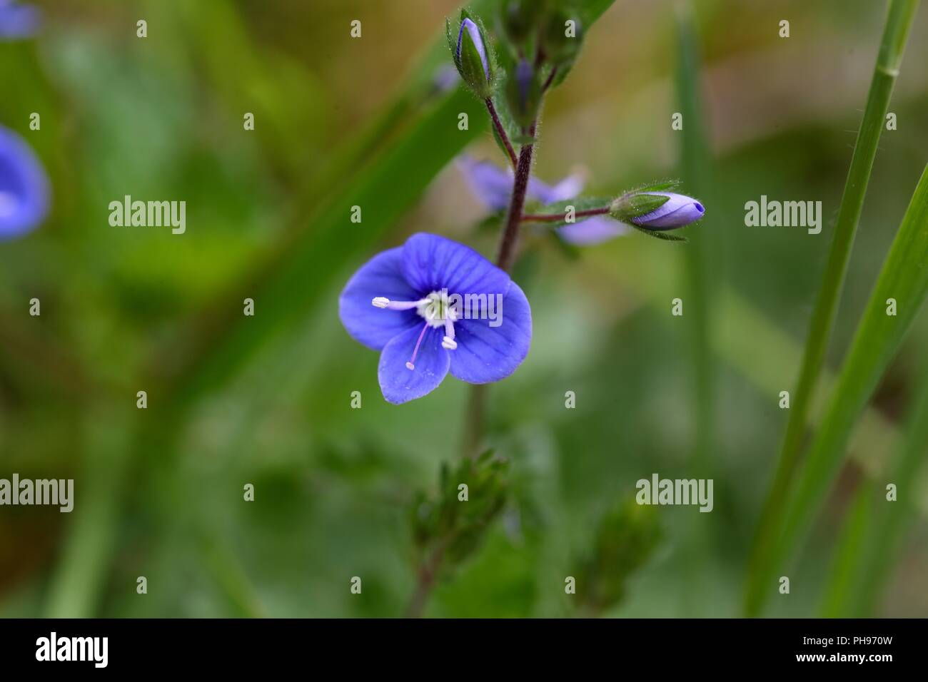 Macro photo of a german speedwell (Veronica chamaedrys Stock Photo - Alamy