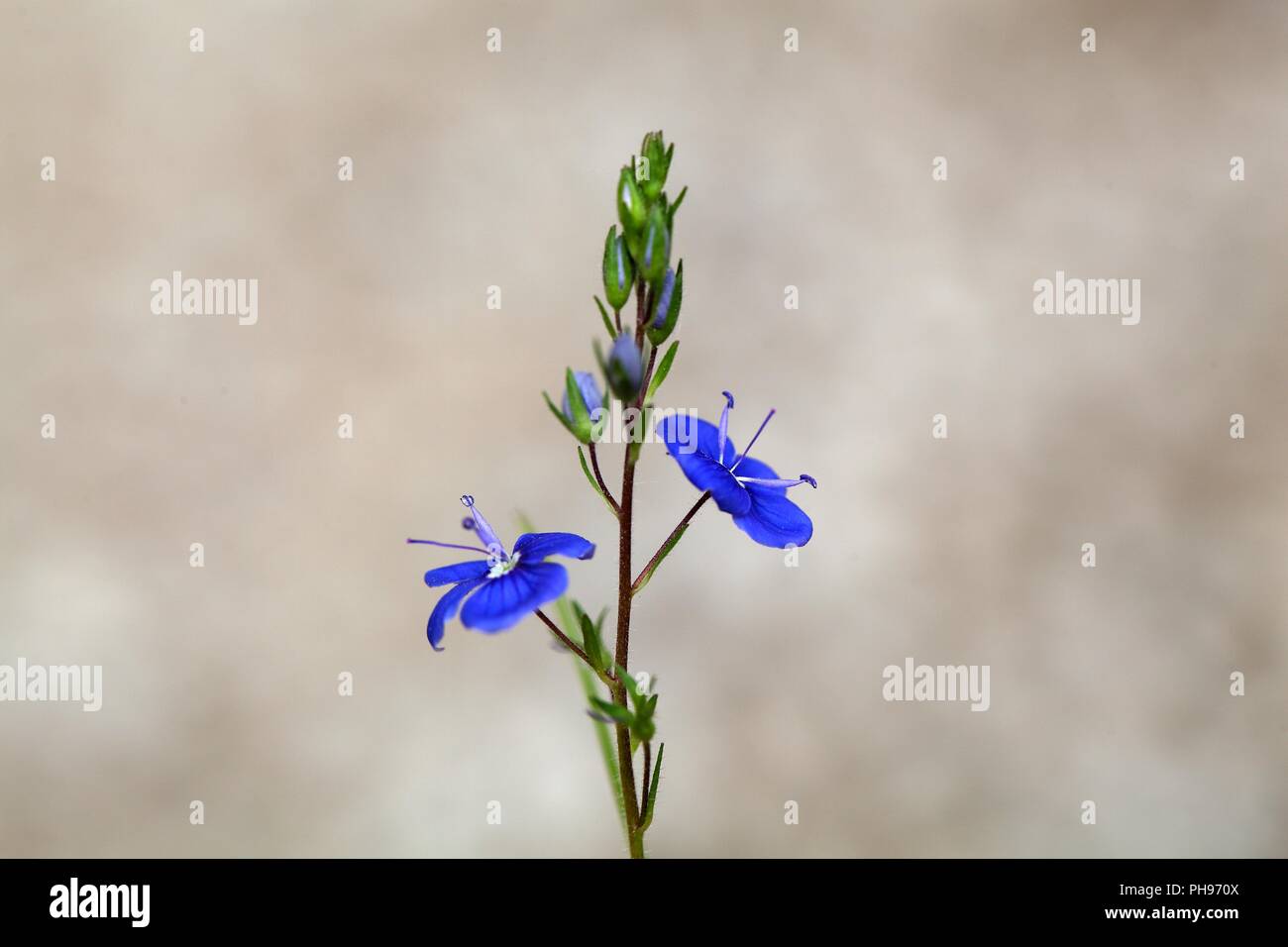 Is a species of veronica hi-res stock photography and images - Alamy