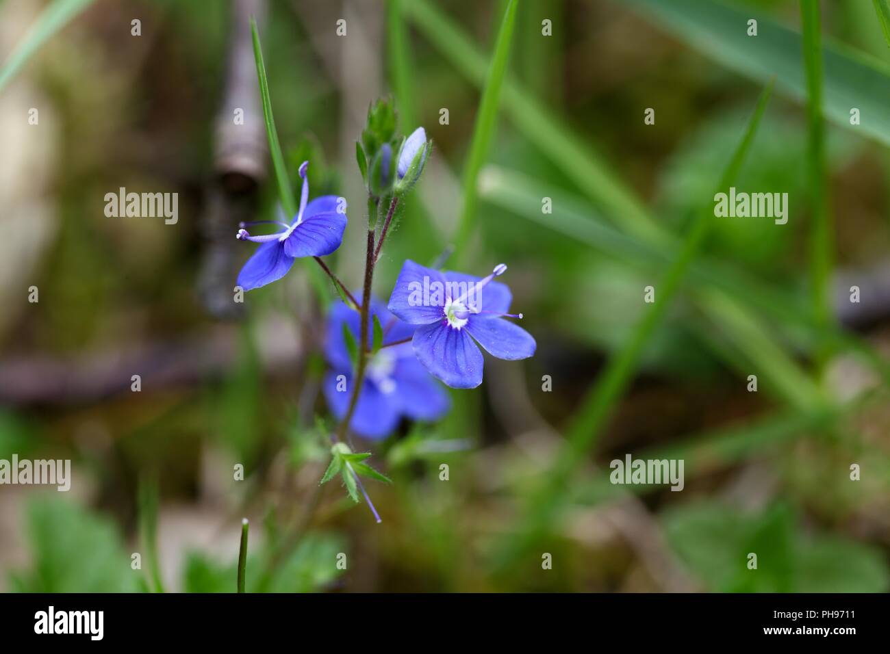 Macro photo of a german speedwell (Veronica chamaedrys Stock Photo - Alamy