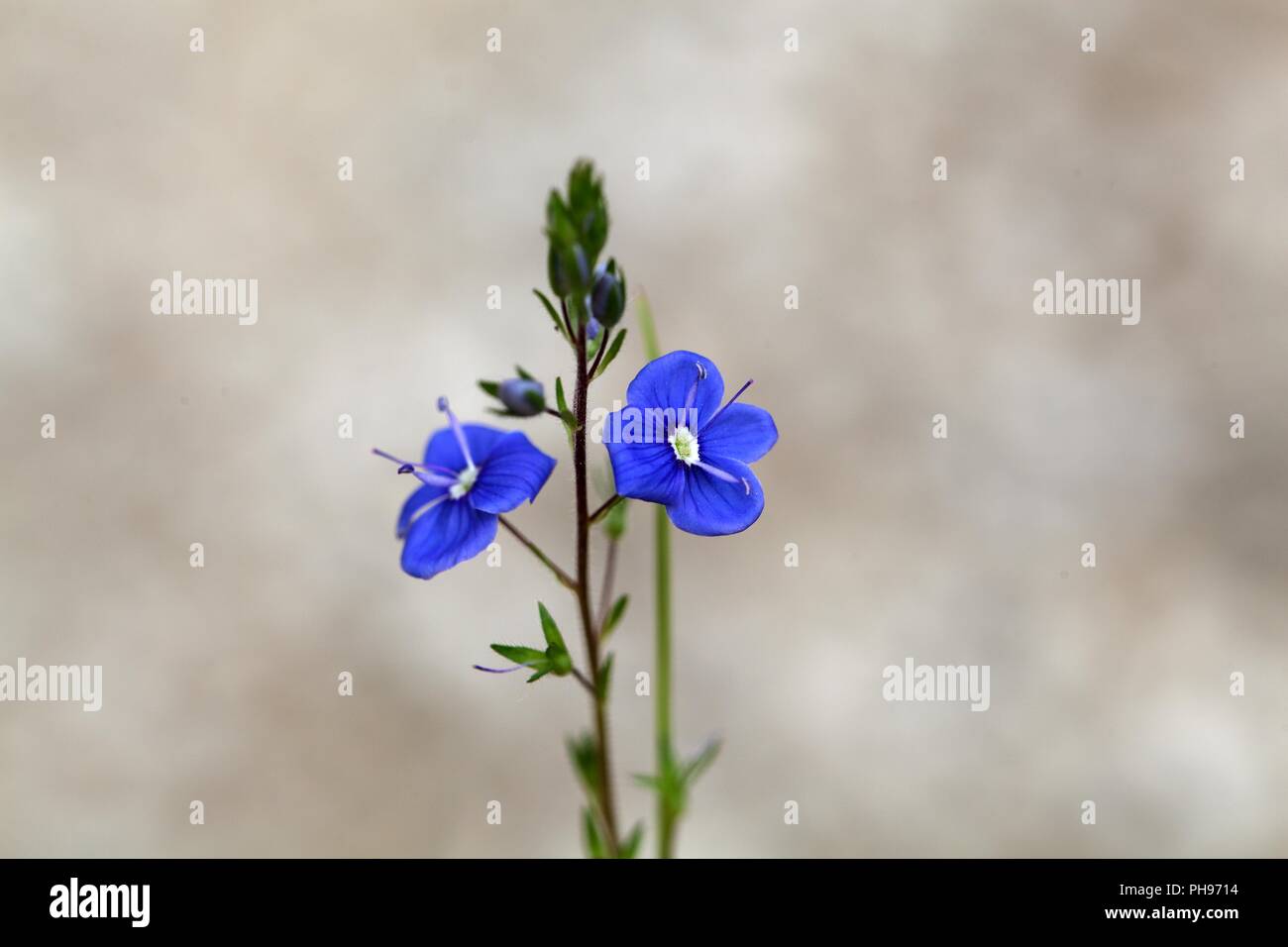 German speedwell hi-res stock photography and images - Alamy
