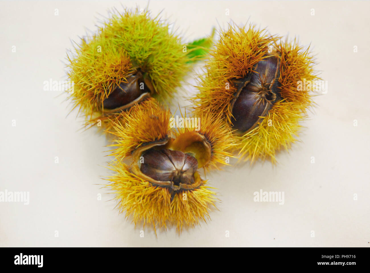 chestnuts from the prickly shell Stock Photo - Alamy