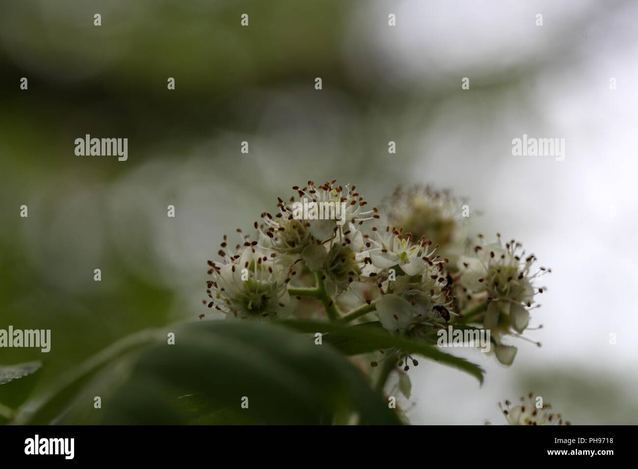 Flowers of a true service tree (Sorbus domestica Stock Photo - Alamy